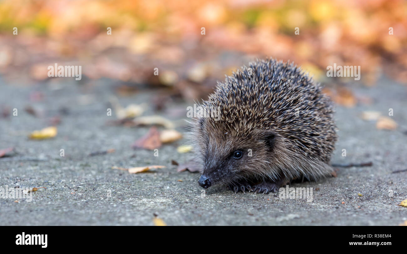 Erinaceus Europaeus High Resolution Stock Photography and Images - Alamy