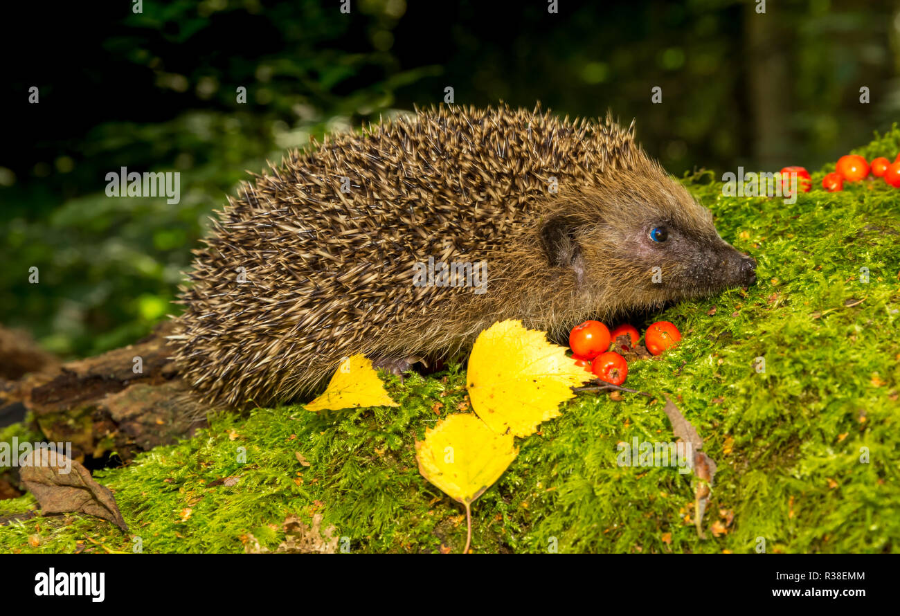 Hedgehog (Erinaceus Europaeus) Wild, native hedgehog in natural ...