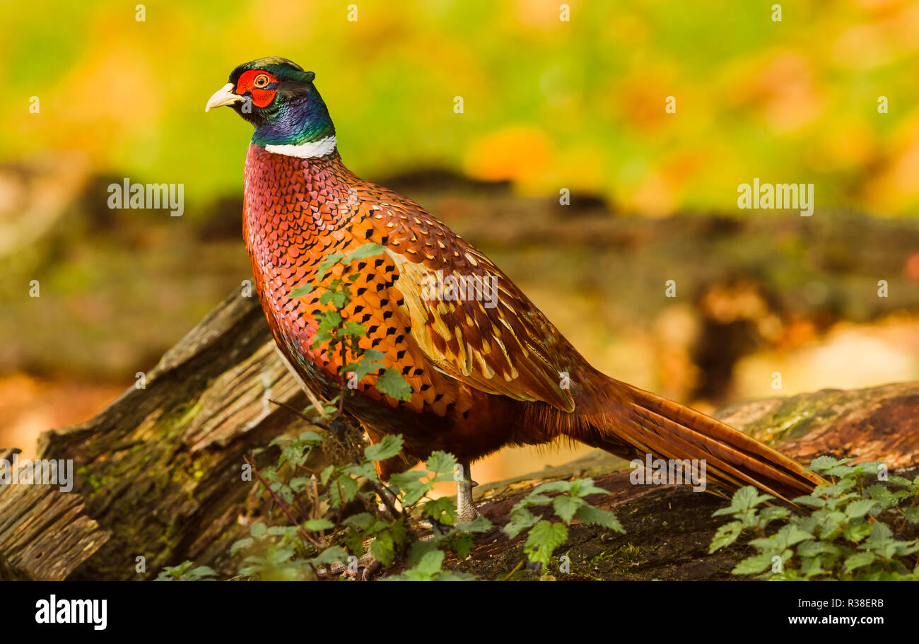 Pheasant, male, ringnecked or Common Pheasant (Phasianus colchicus) in ...