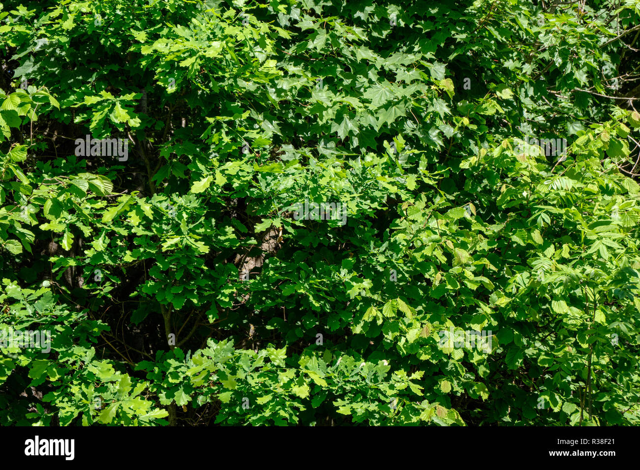 green foliage in summer with harsh shadows and bright sunlight in ...