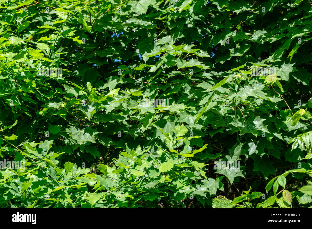 green foliage in summer with harsh shadows and bright sunlight in ...