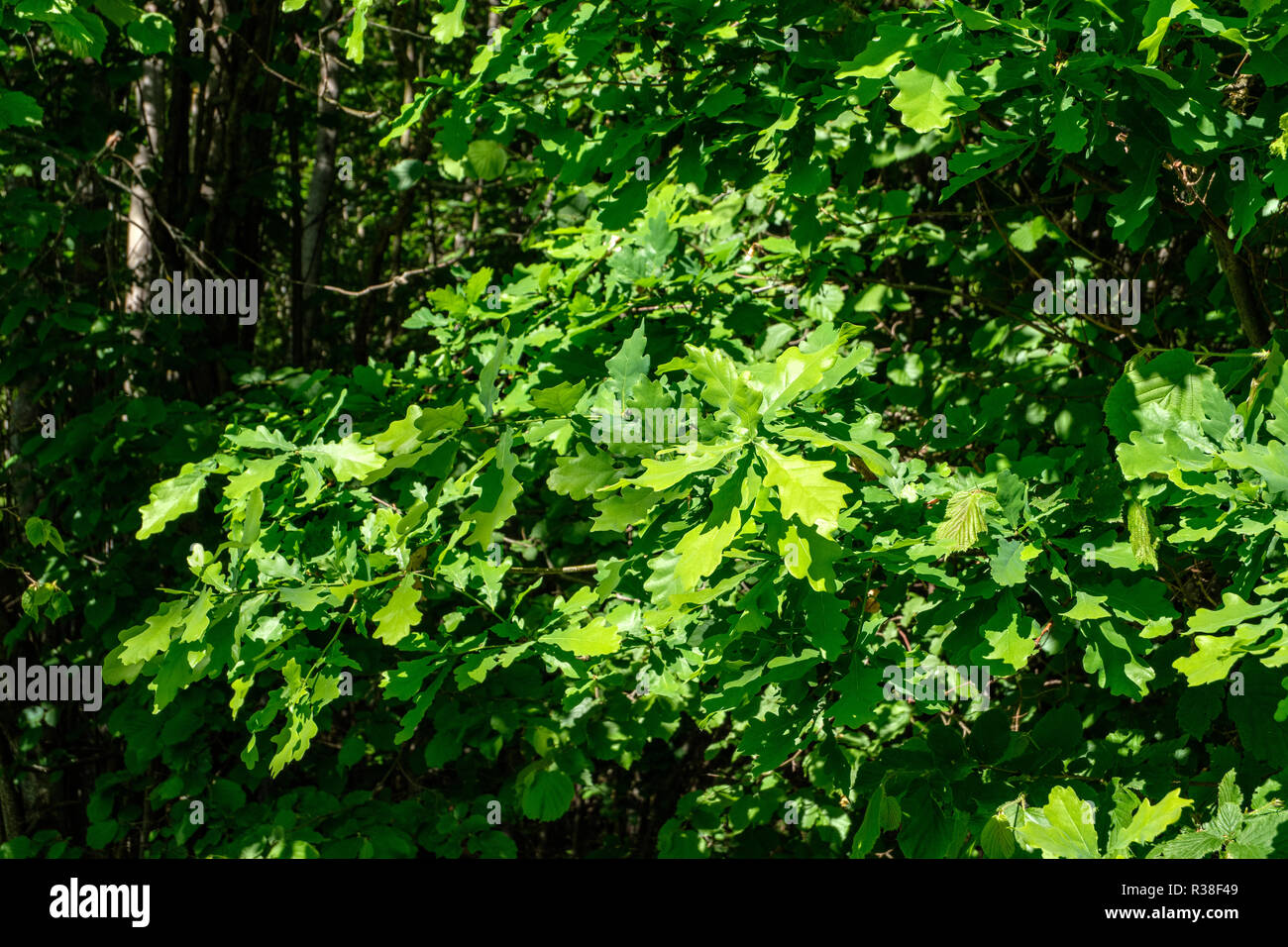 green foliage in summer with harsh shadows and bright sunlight in ...