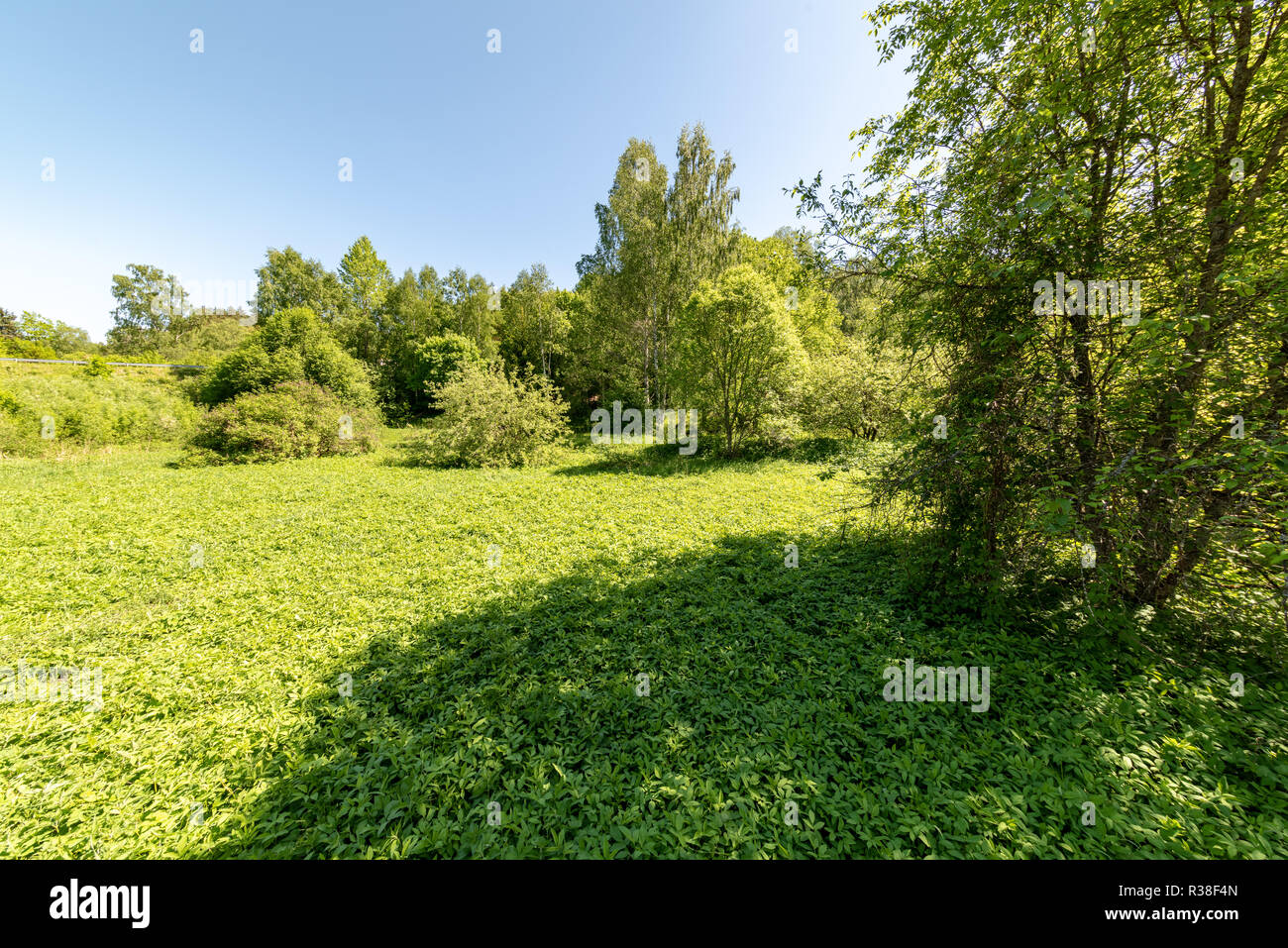 green foliage in summer with harsh shadows and bright sunlight in ...