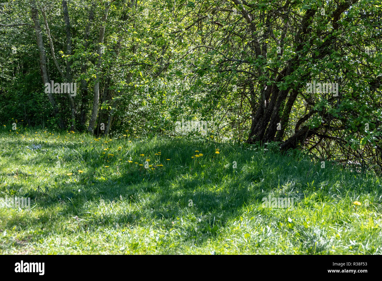 green foliage in summer with harsh shadows and bright sunlight in ...