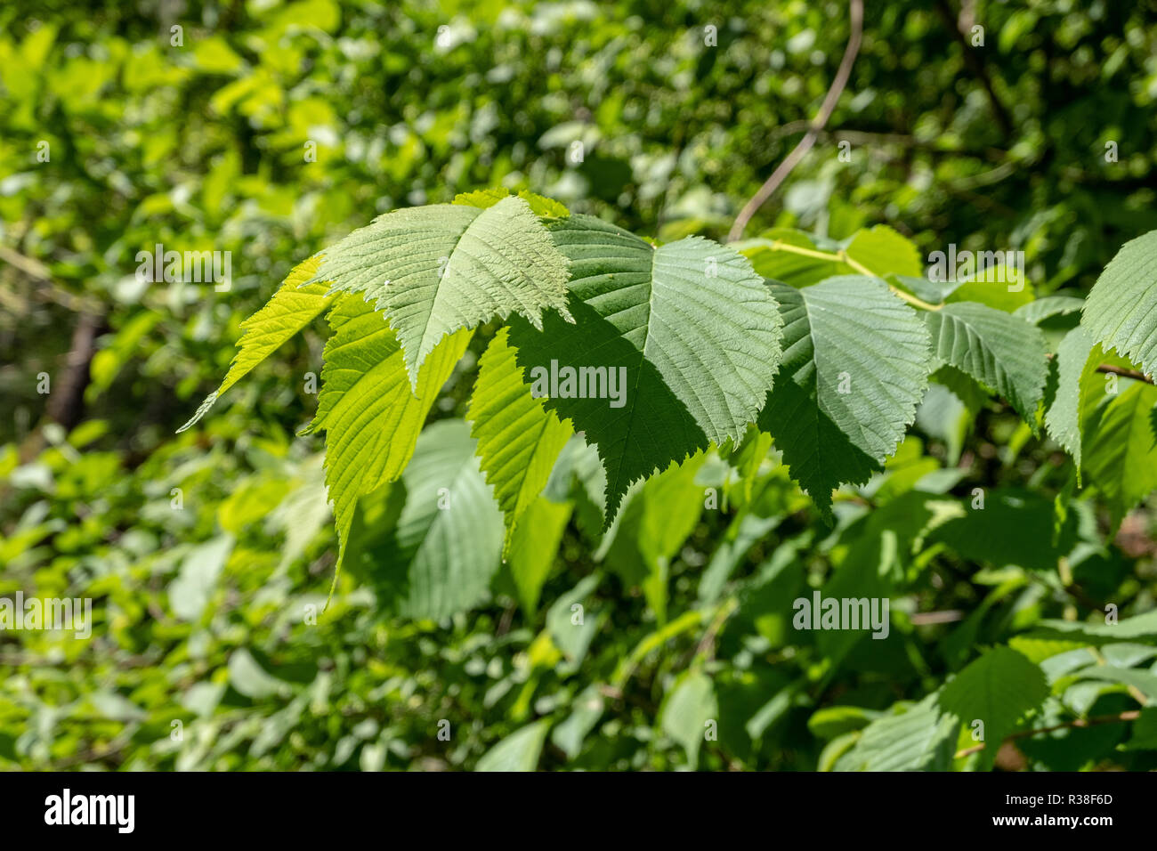 green foliage in summer with harsh shadows and bright sunlight in ...