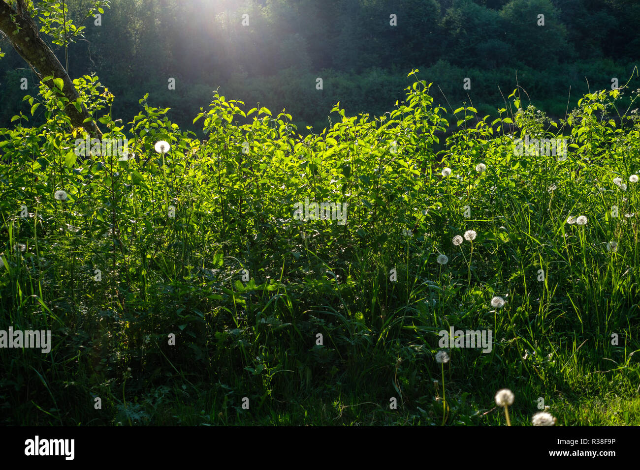 green foliage in summer with harsh shadows and bright sunlight in ...