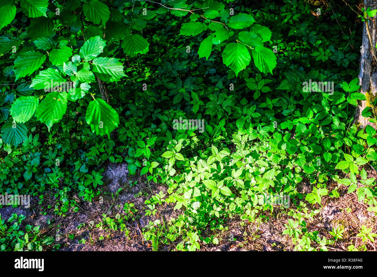 green foliage in summer with harsh shadows and bright sunlight in ...