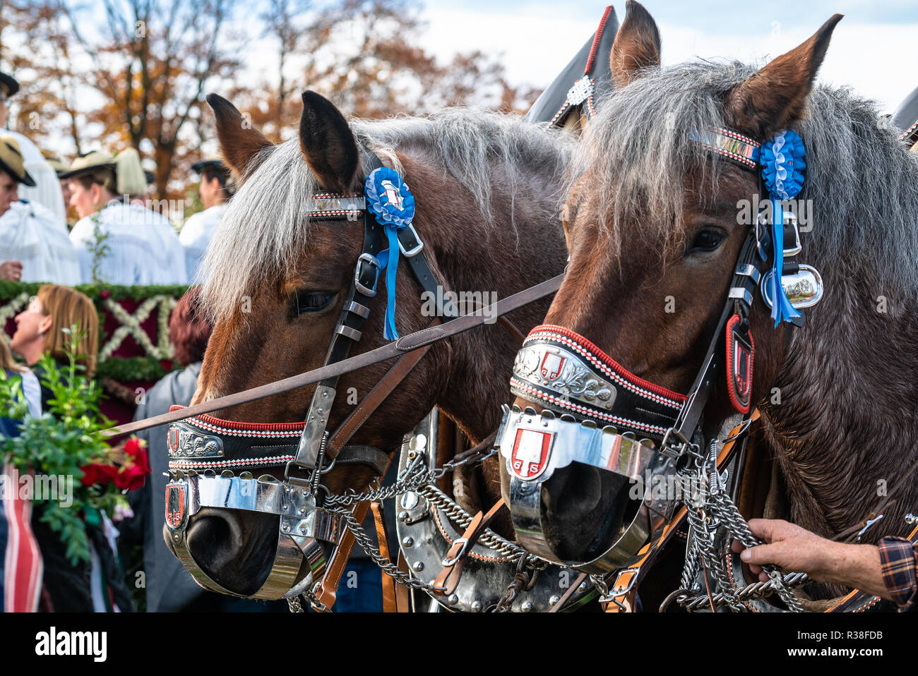 Horse cold blooded hi-res stock photography and images - Alamy
