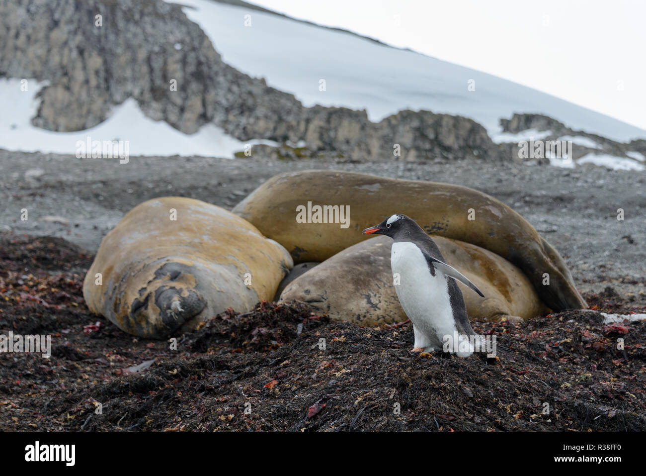 Elephant seals and gentoo penguin Stock Photo - Alamy