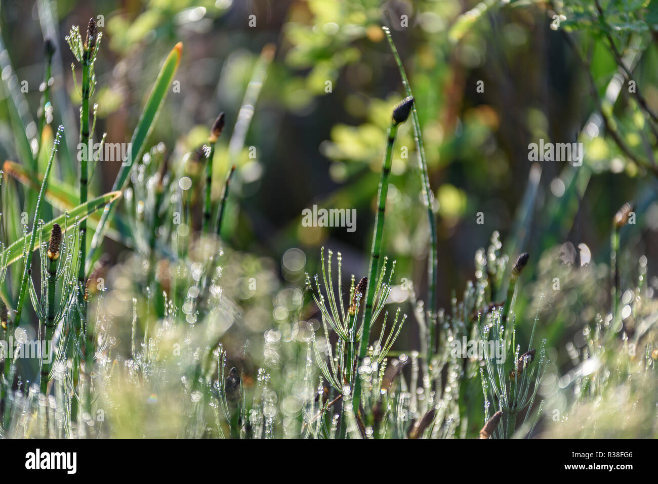 green foliage in summer with harsh shadows and bright sunlight in ...