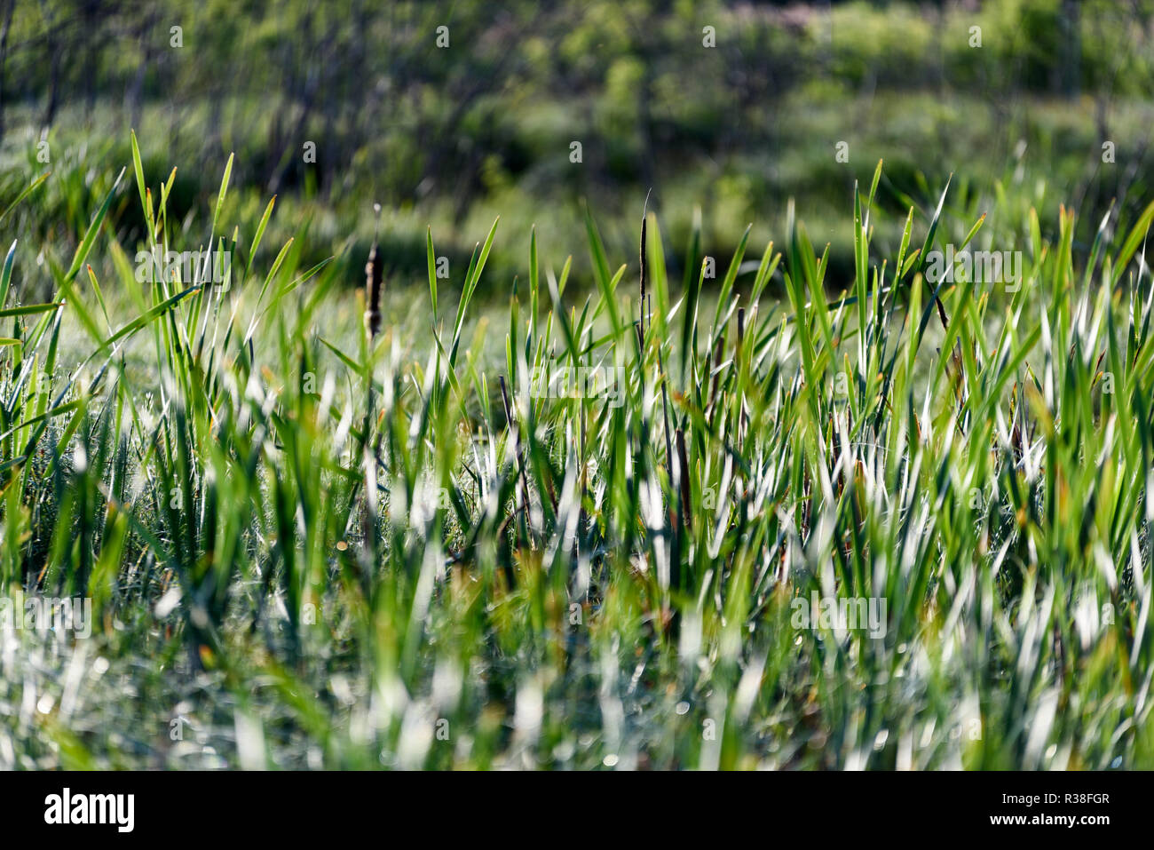 green foliage in summer with harsh shadows and bright sunlight in ...