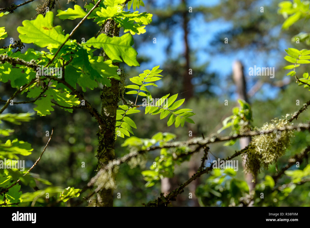 fresh green foliage tree leaves in morning light against blur ...
