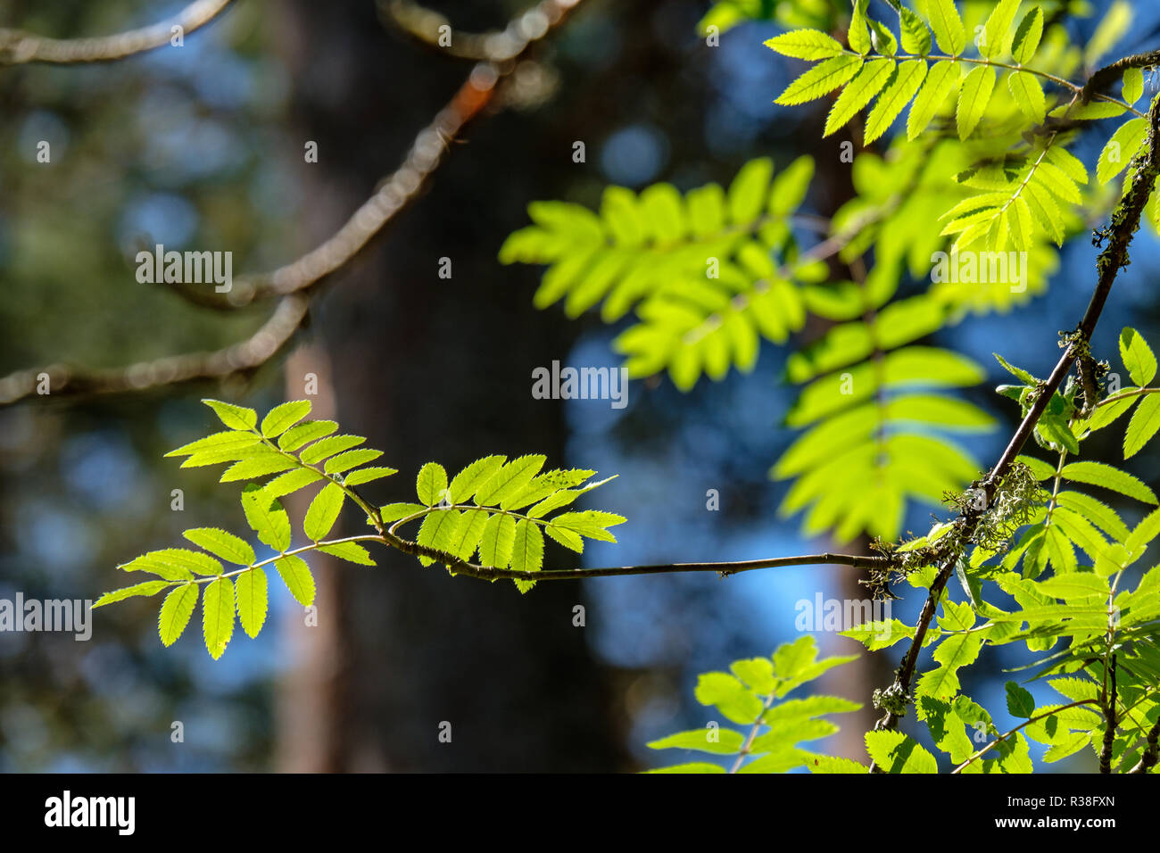 fresh green foliage tree leaves in morning light against blur ...