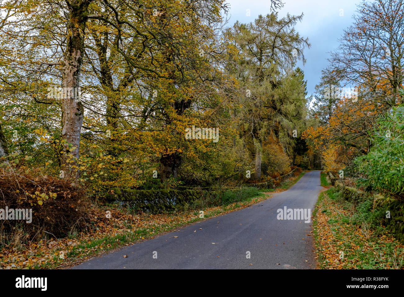 A rural Scottish road with brightly lit autumnal trees Stock Photo - Alamy