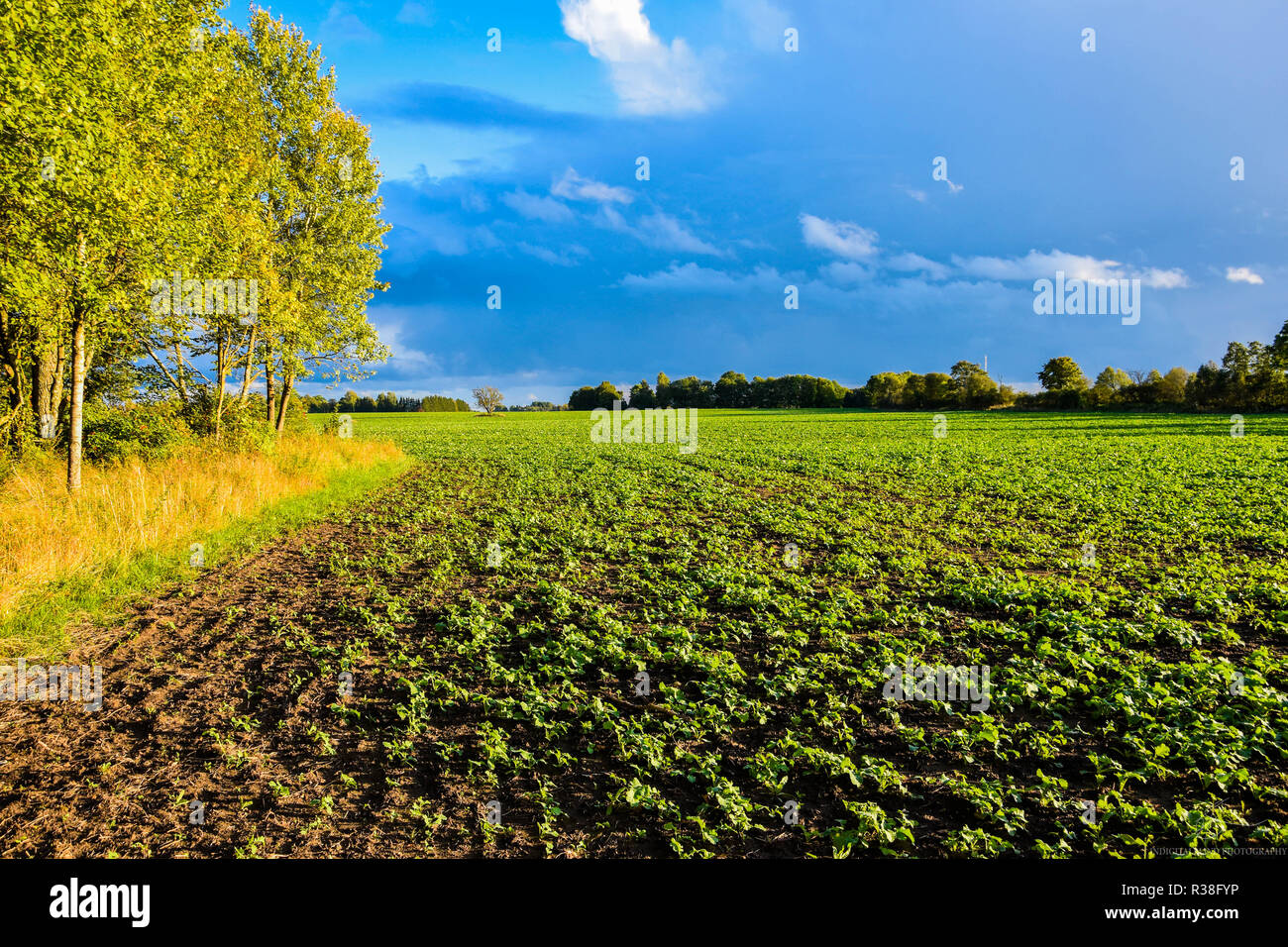 Wide grassy plain hi-res stock photography and images - Alamy