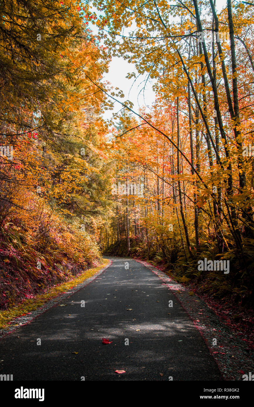 fall colors in the woods along bike path Stock Photo - Alamy