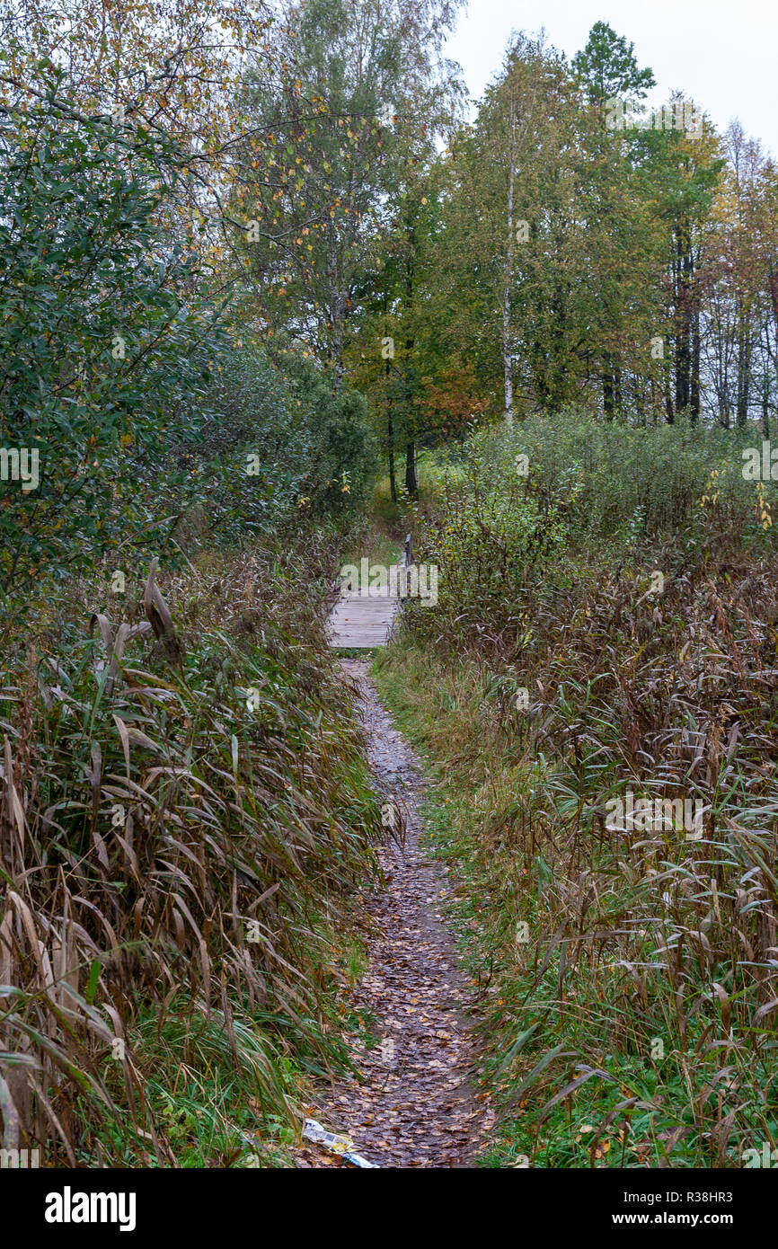 simple countryside forest road in perspective with foliage and trees ...