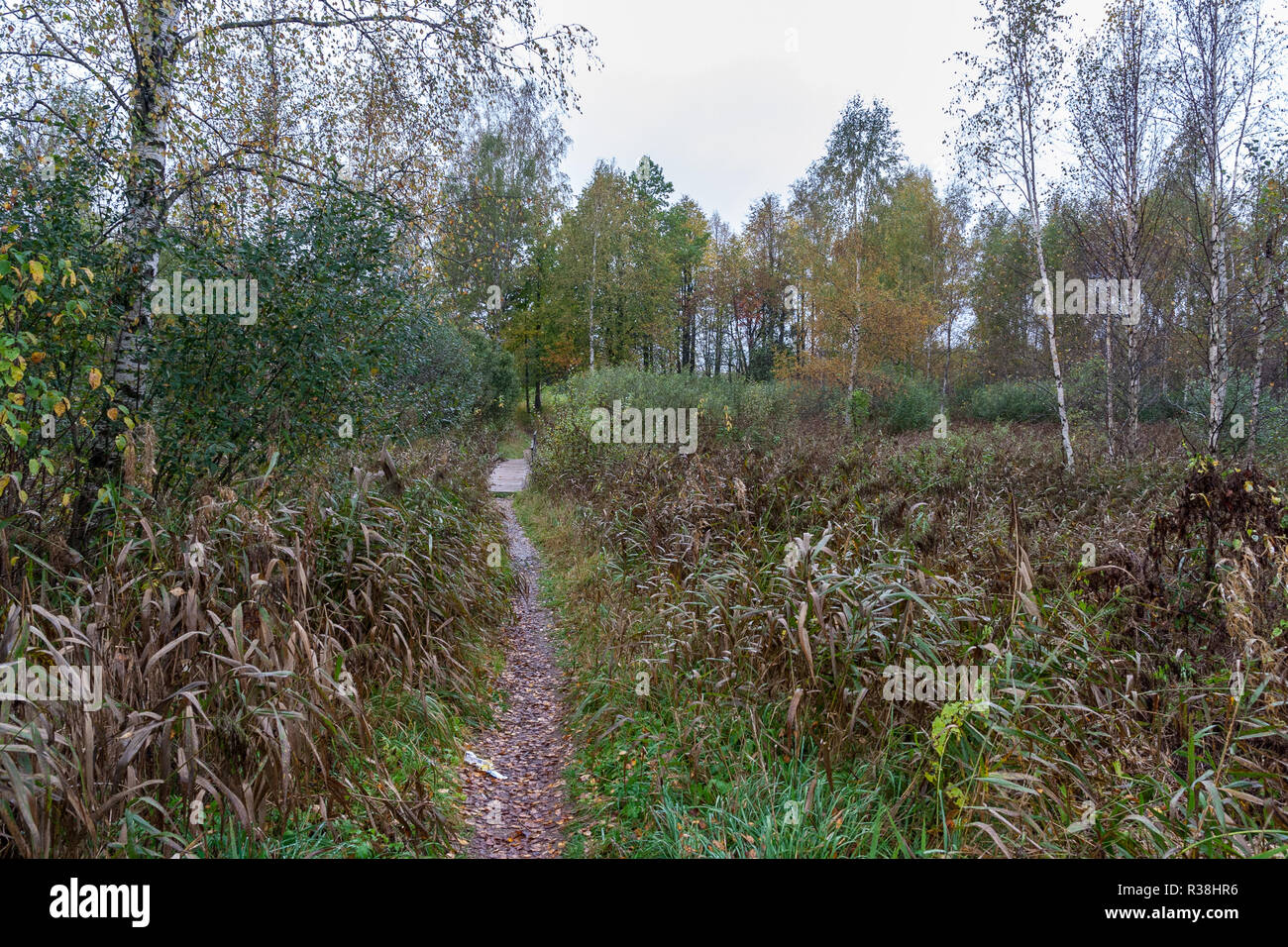 simple countryside forest road in perspective with foliage and trees ...