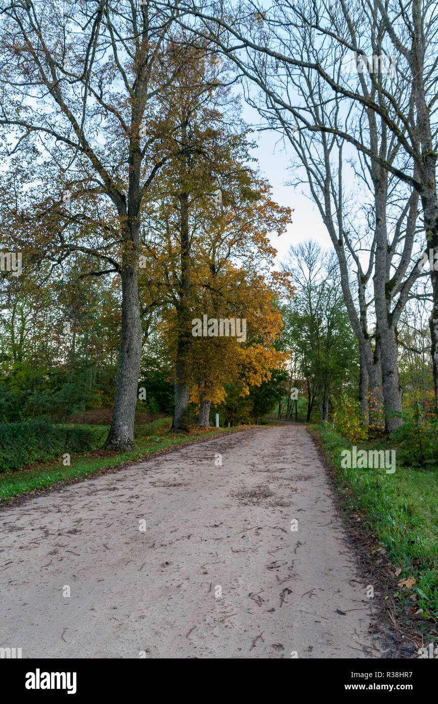 simple countryside forest road in perspective with foliage and trees ...