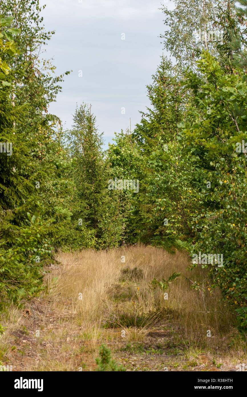 simple countryside forest road in perspective with foliage and trees ...