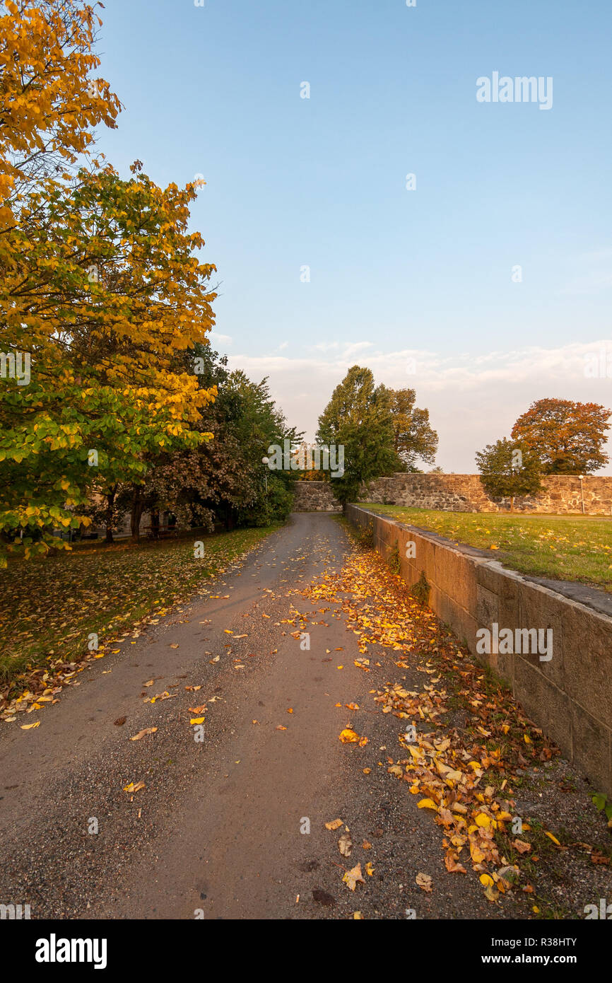simple countryside forest road in perspective with foliage and trees ...