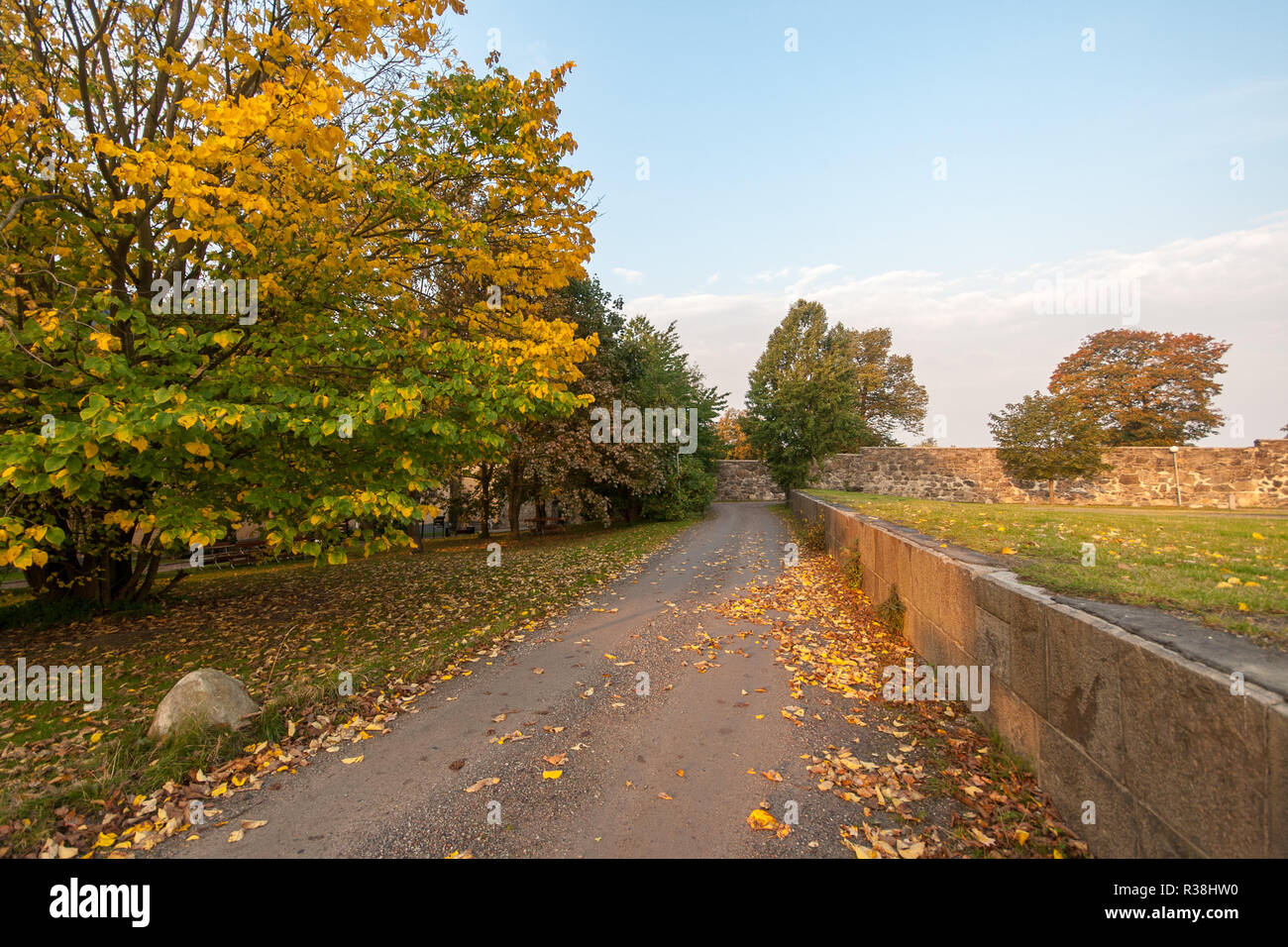 simple countryside forest road in perspective with foliage and trees ...