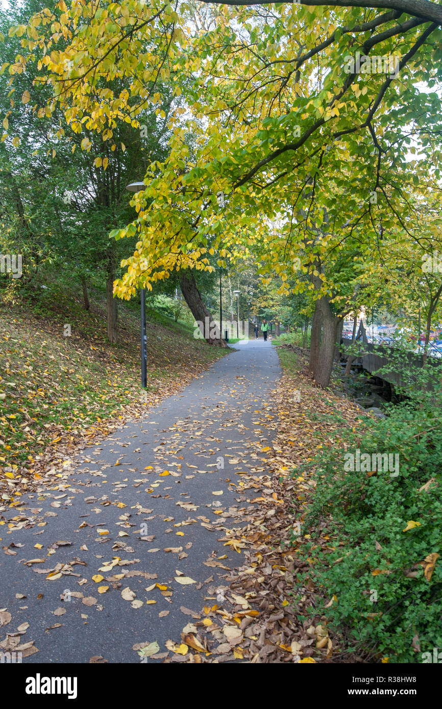 simple countryside forest road in perspective with foliage and trees ...
