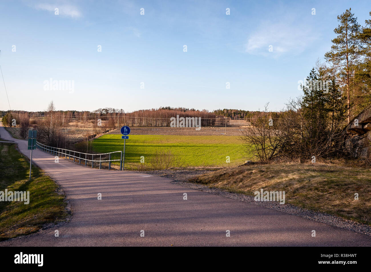 simple countryside forest road in perspective with foliage and trees ...