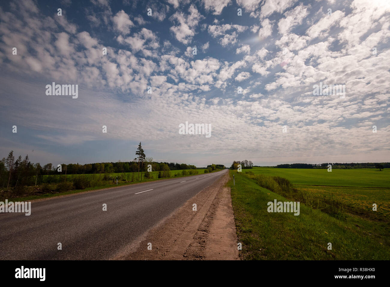 simple countryside forest road in perspective with foliage and trees ...