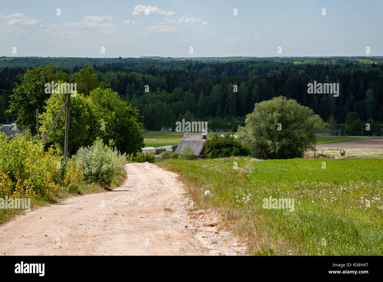 simple countryside forest road in perspective with foliage and trees ...