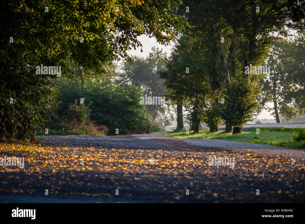 simple countryside forest road in perspective with foliage and trees ...