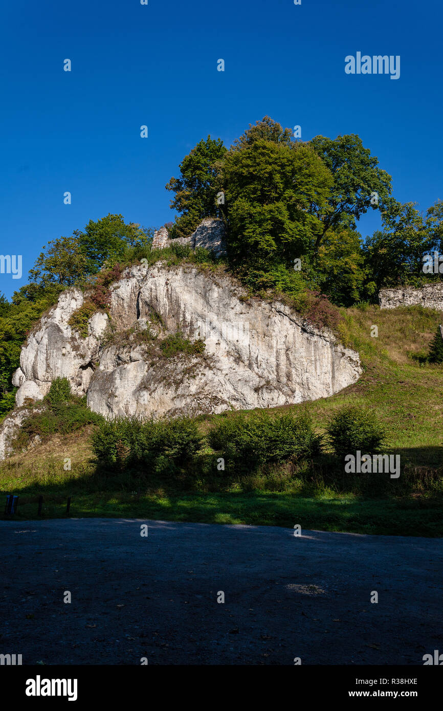 simple countryside forest road in perspective with foliage and trees ...
