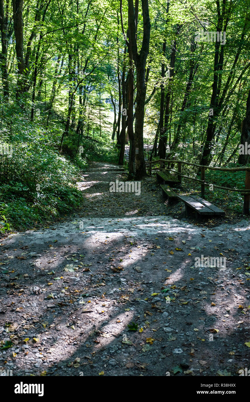 simple countryside forest road in perspective with foliage and trees ...