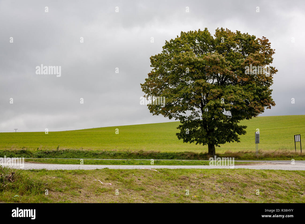 simple countryside forest road in perspective with foliage and trees ...