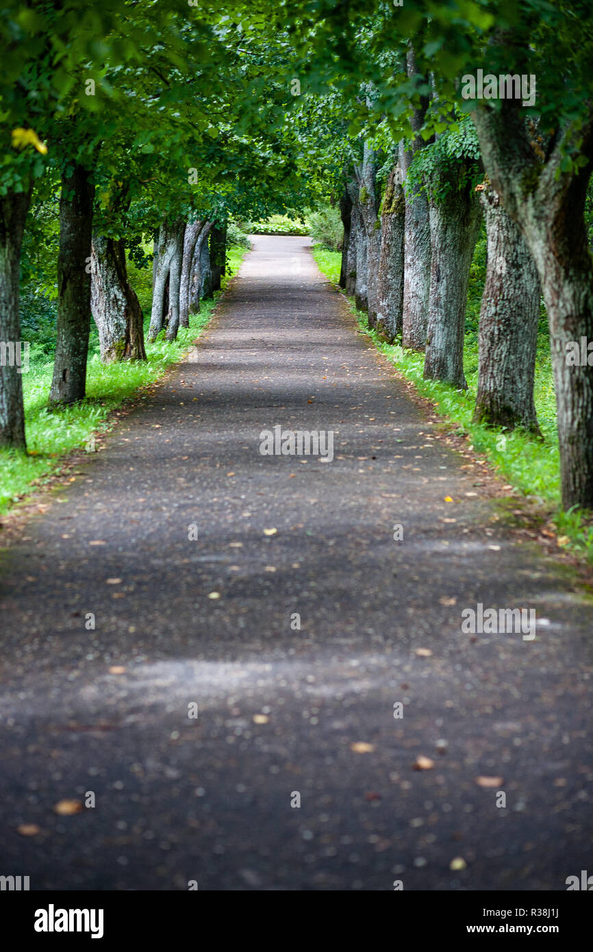 simple countryside forest road in perspective with foliage and trees ...
