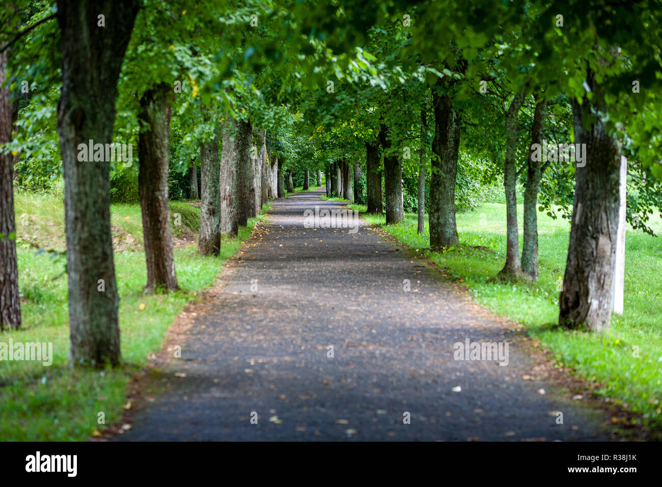 simple countryside forest road in perspective with foliage and trees ...