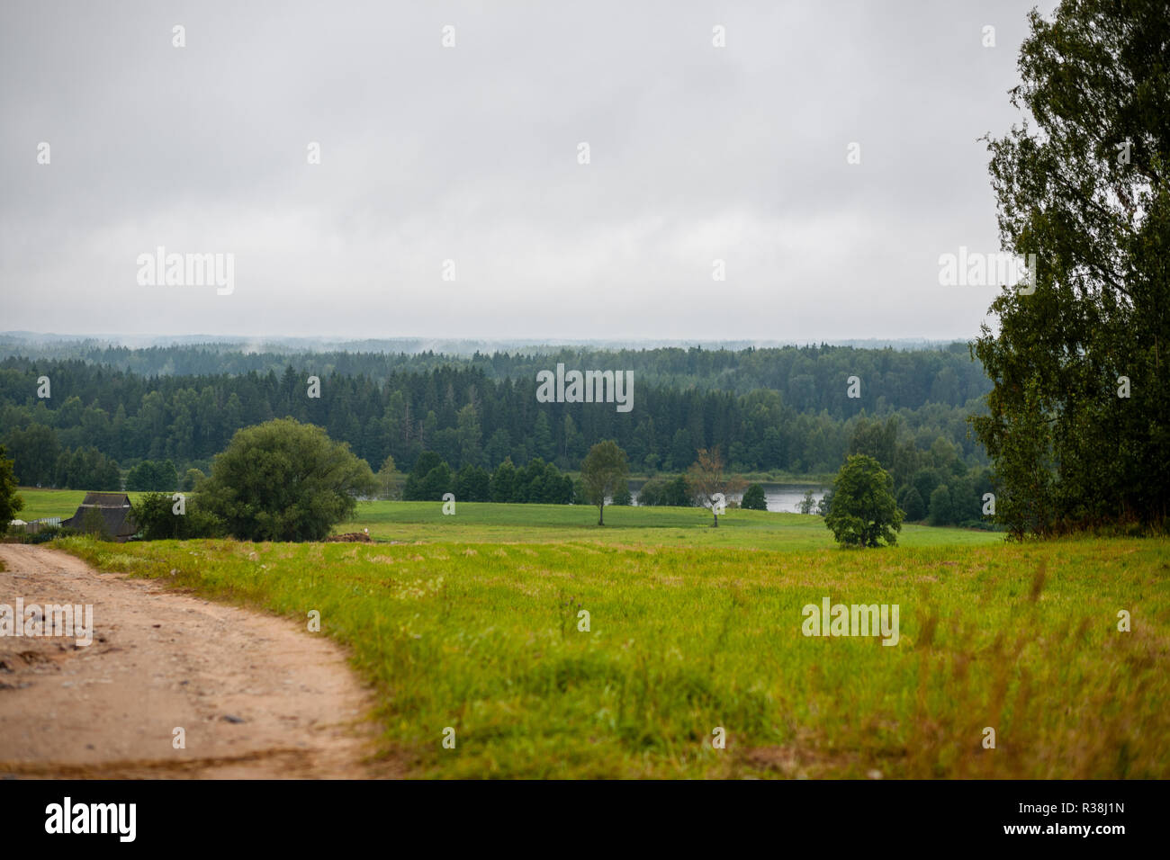 simple countryside forest road in perspective with foliage and trees ...