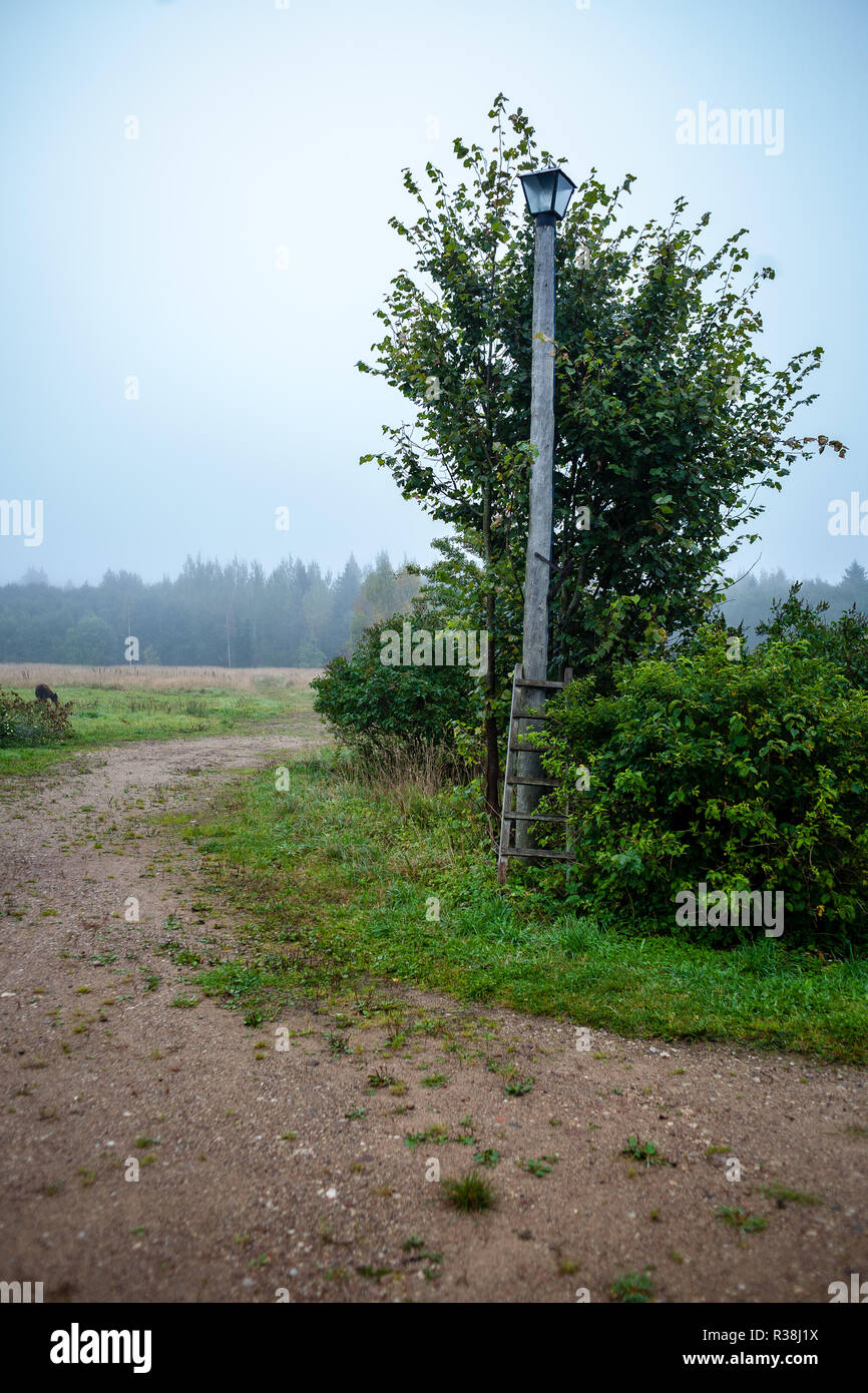 simple countryside forest road in perspective with foliage and trees ...