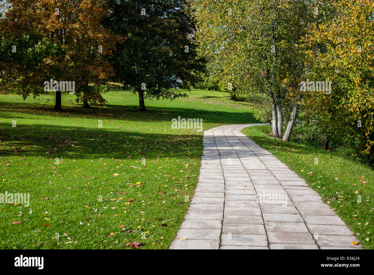 simple countryside forest road in perspective with foliage and trees ...