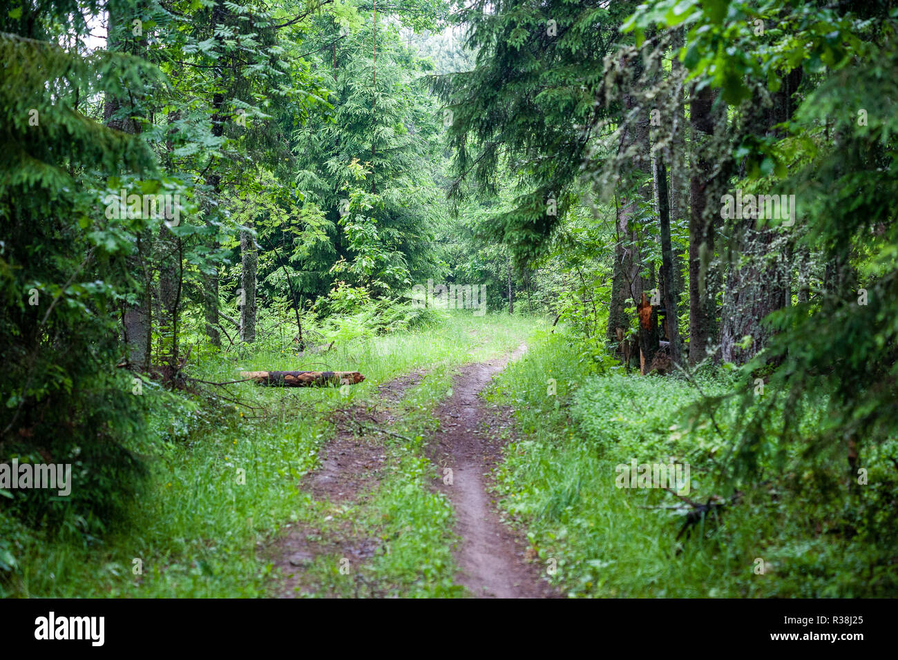 simple countryside forest road in perspective with foliage and trees ...