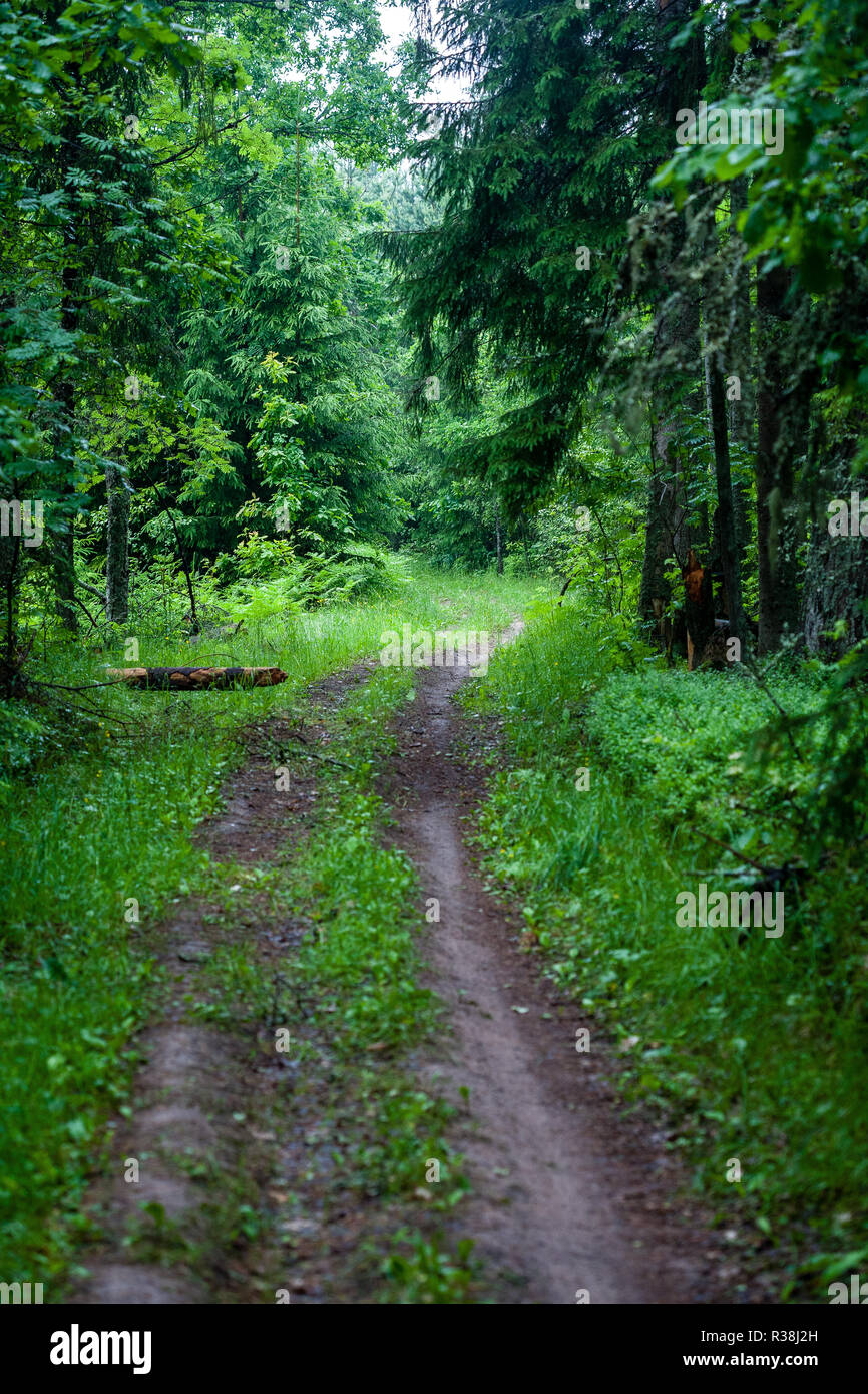 simple countryside forest road in perspective with foliage and trees ...
