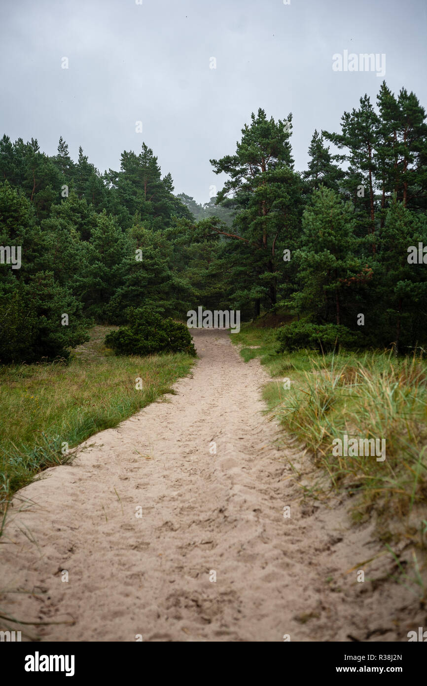 simple countryside forest road in perspective with foliage and trees ...
