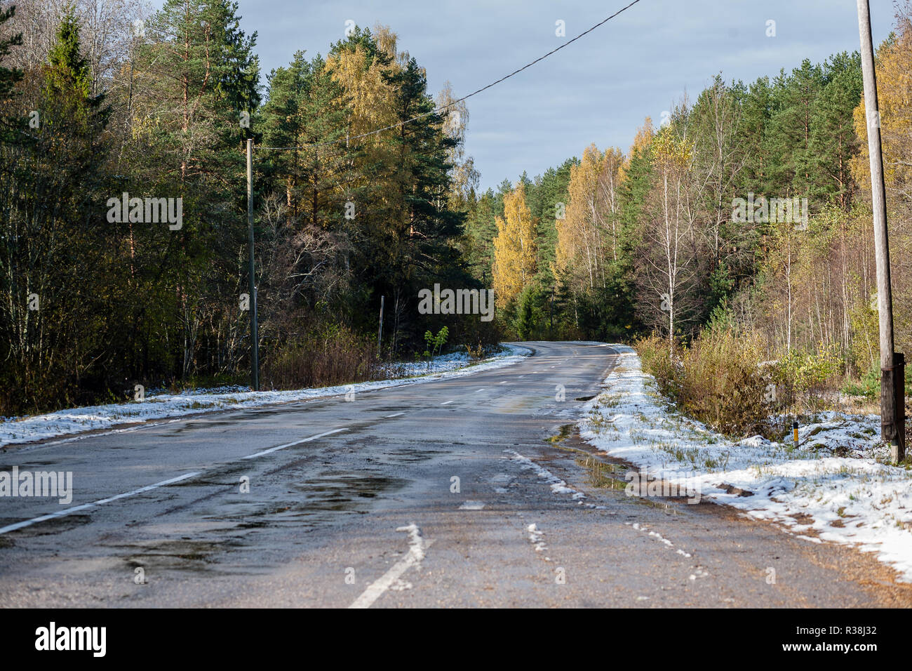 simple countryside forest road in perspective with foliage and trees ...