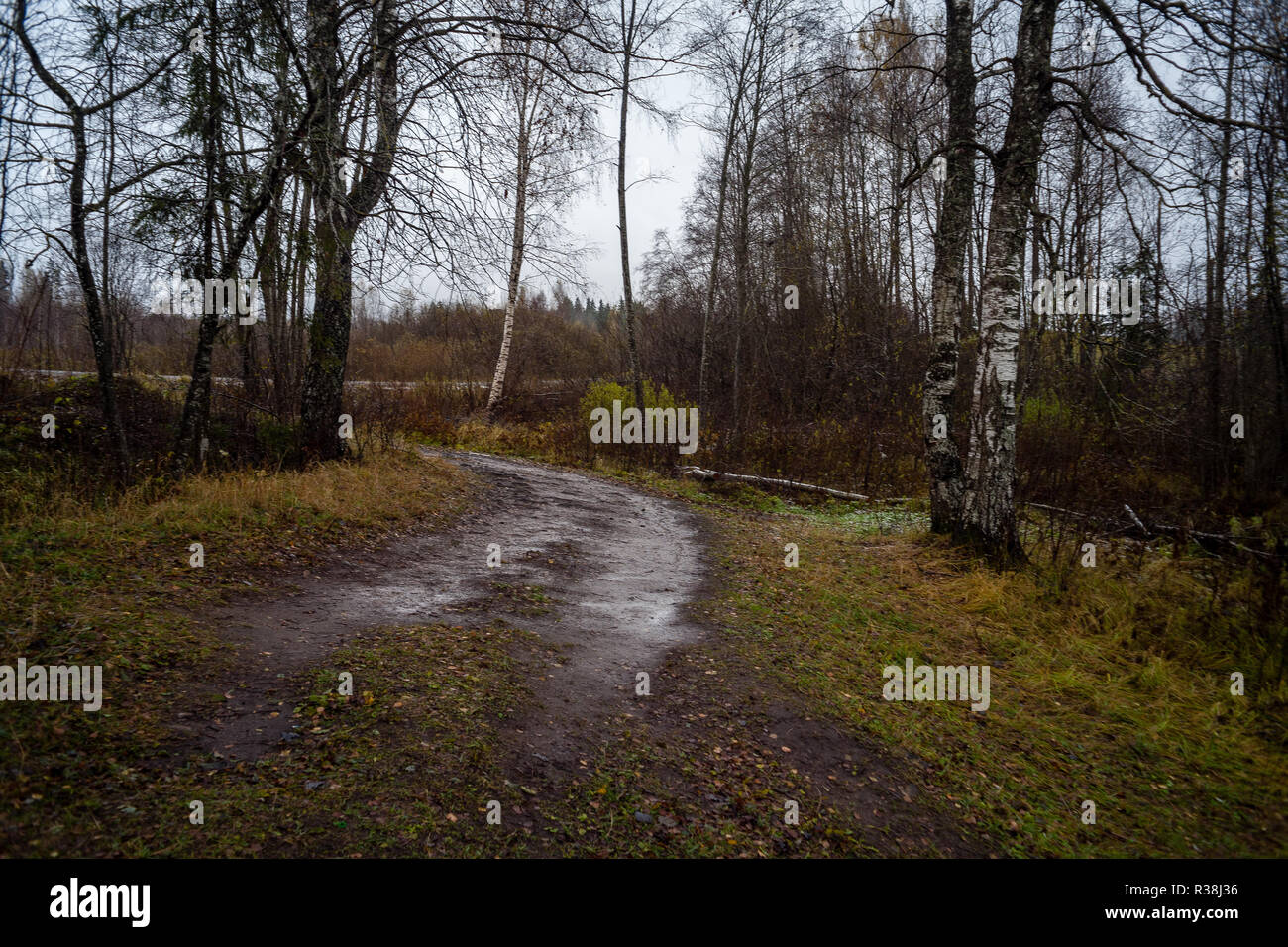 simple countryside forest road in perspective with foliage and trees ...