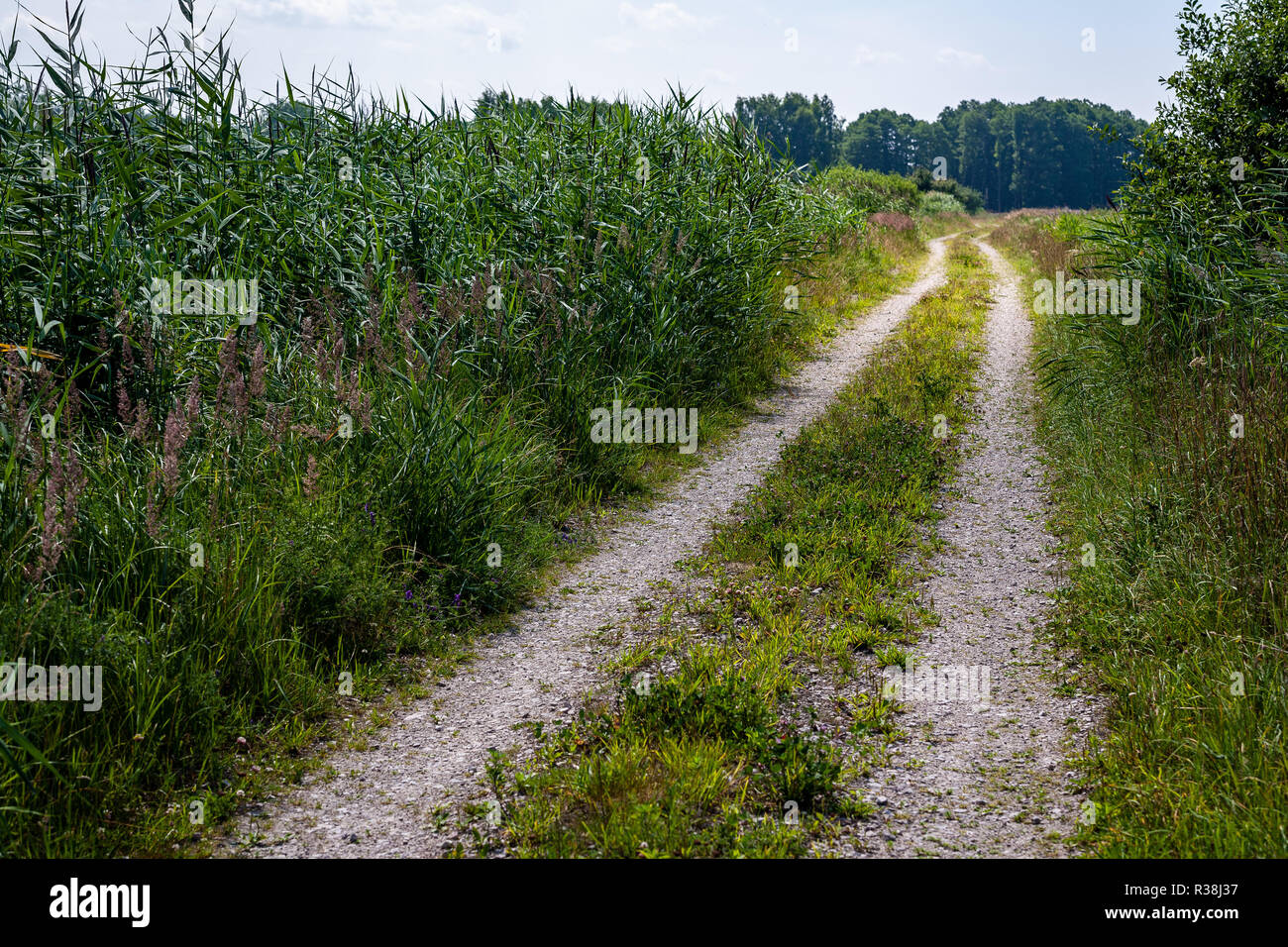 simple countryside forest road in perspective with foliage and trees ...