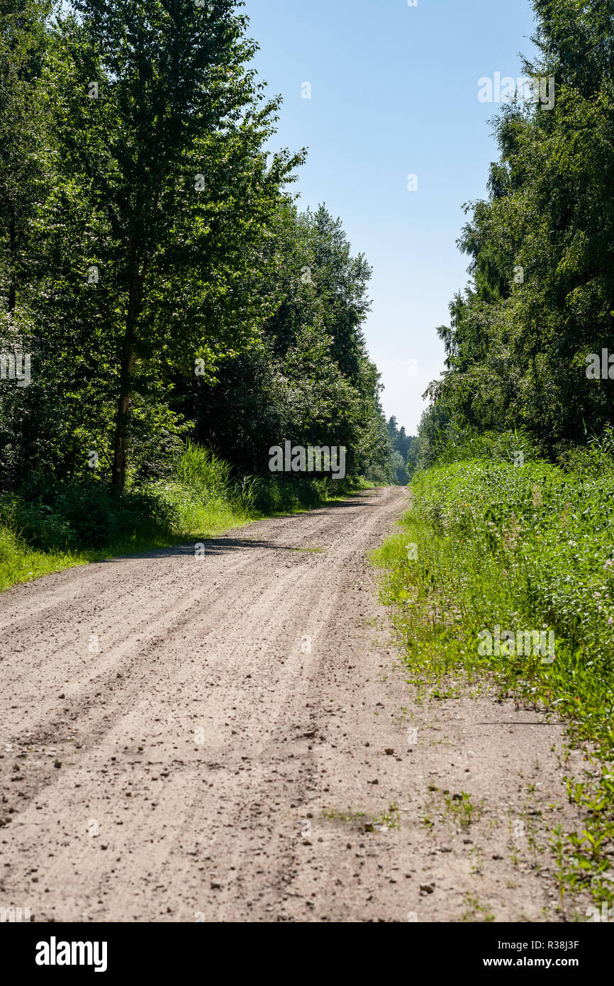 simple countryside forest road in perspective with foliage and trees ...