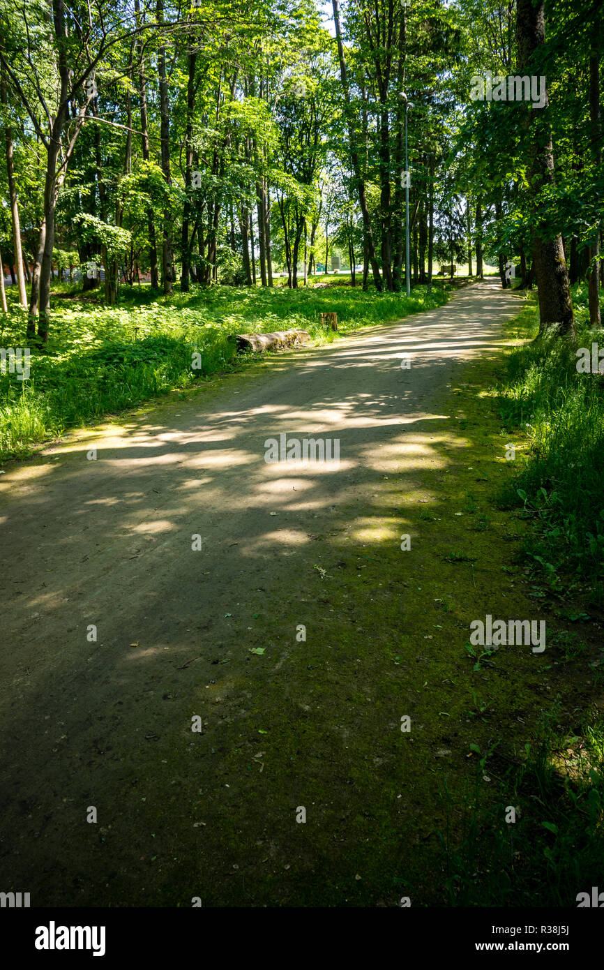 simple countryside forest road in perspective with foliage and trees ...