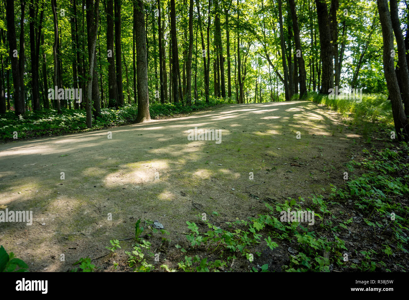 simple countryside forest road in perspective with foliage and trees ...