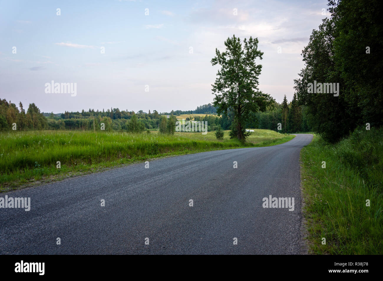 simple countryside forest road in perspective with foliage and trees ...