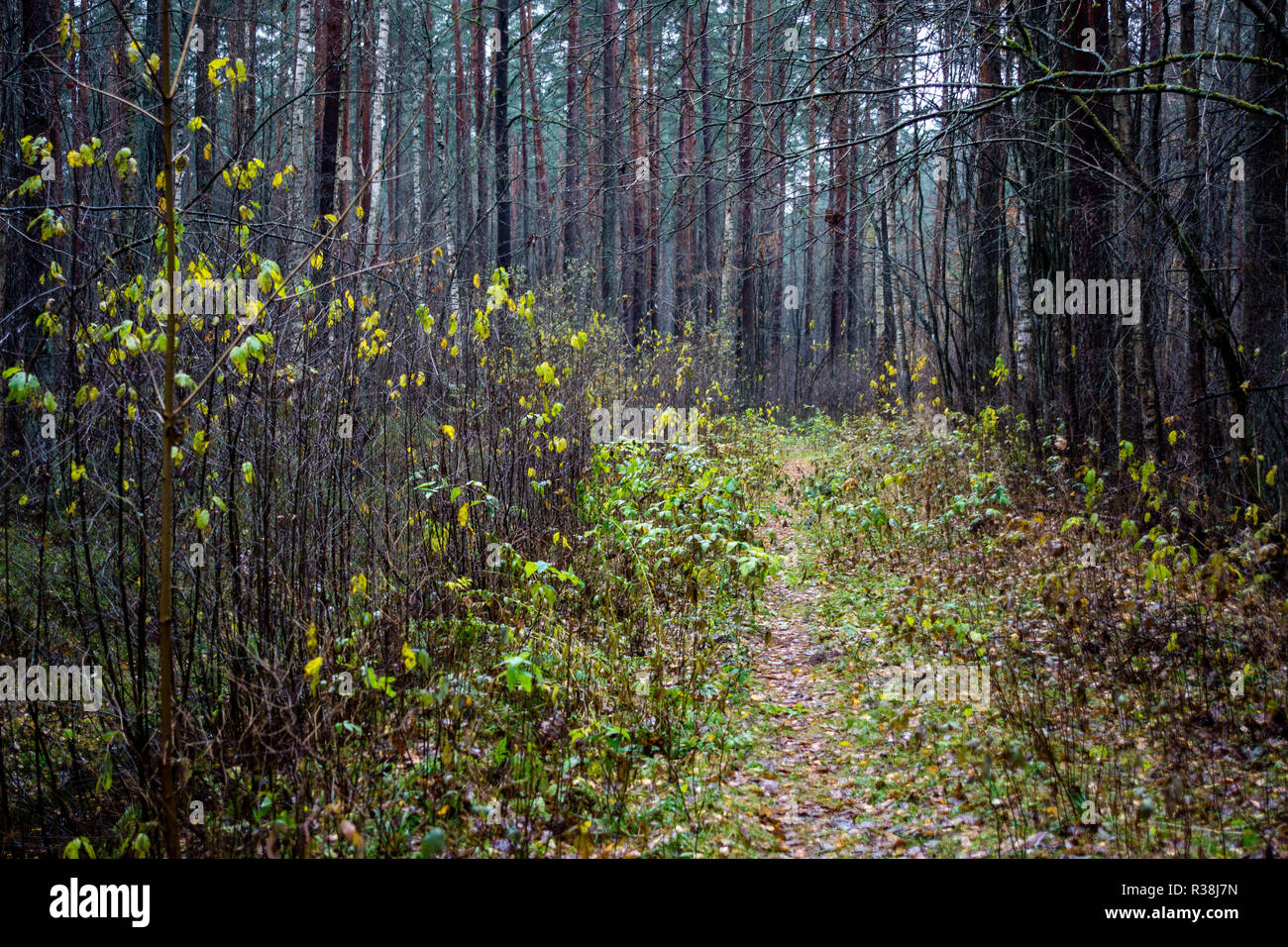 simple countryside forest road in perspective with foliage and trees ...